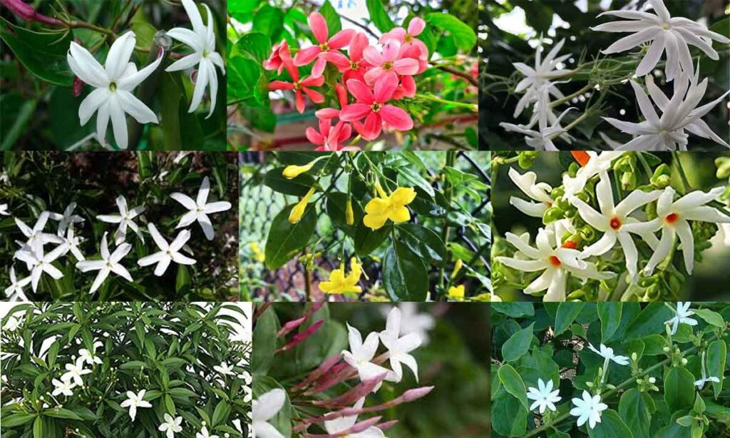 10 Plants that bring joy, positive energy, and peace in your life