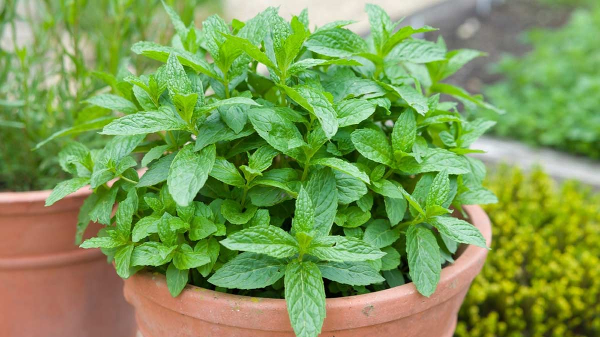 10 Plants that bring joy, positive energy, and peace in your life